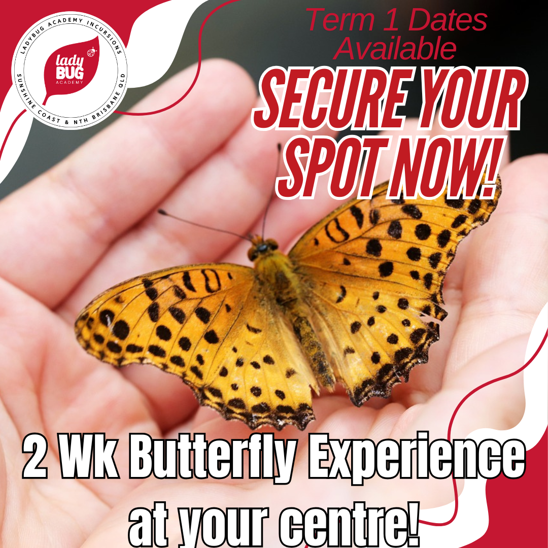 Butterfly Garden 2 Week Experience at your centre or school — Teach Fun Oz
