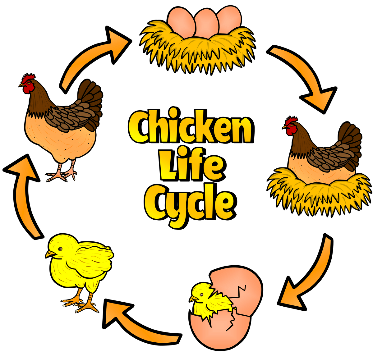 Science - Life Cycles — Teach Fun Oz