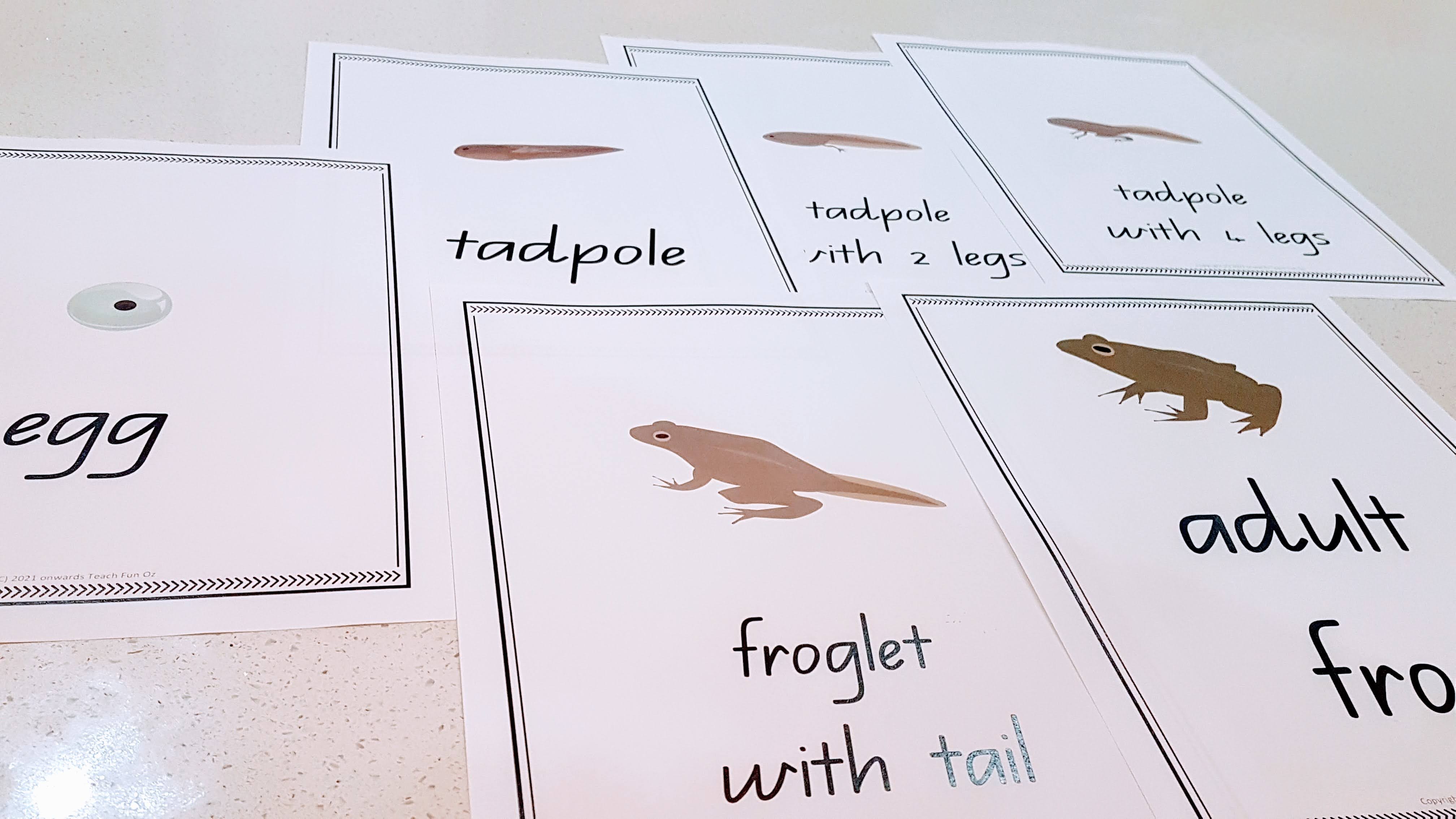 Frog Life Cycle Spinner Flash Cards Charts Science Prep Year 1 2 3 4 ...