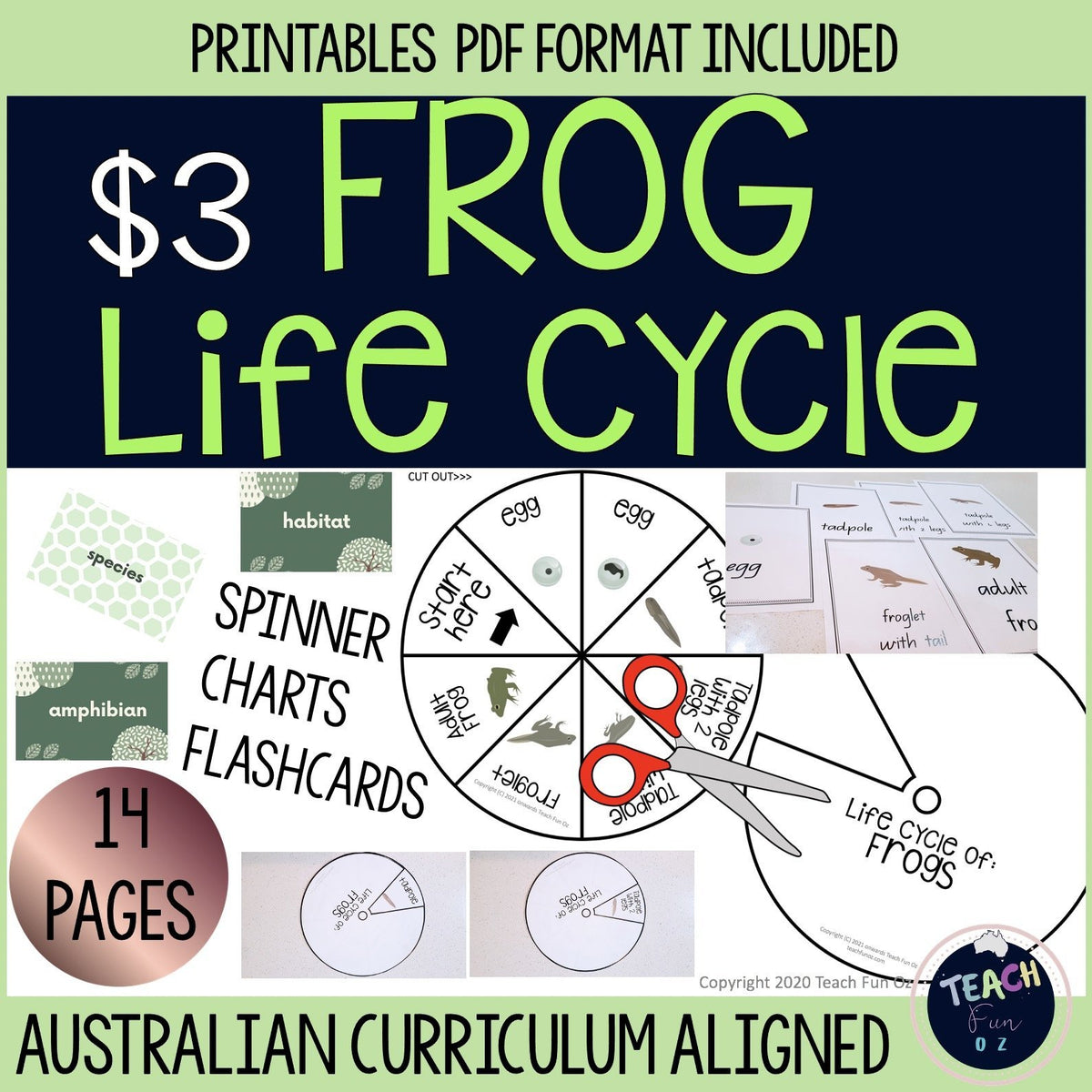 Frog Life Cycle Spinner Flash Cards Charts Science Prep Year 1 2 3 4 ...