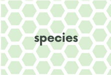 Frog Life Cycle Spinner Flash Cards Charts Science Prep Year 1 2 3 4 ...