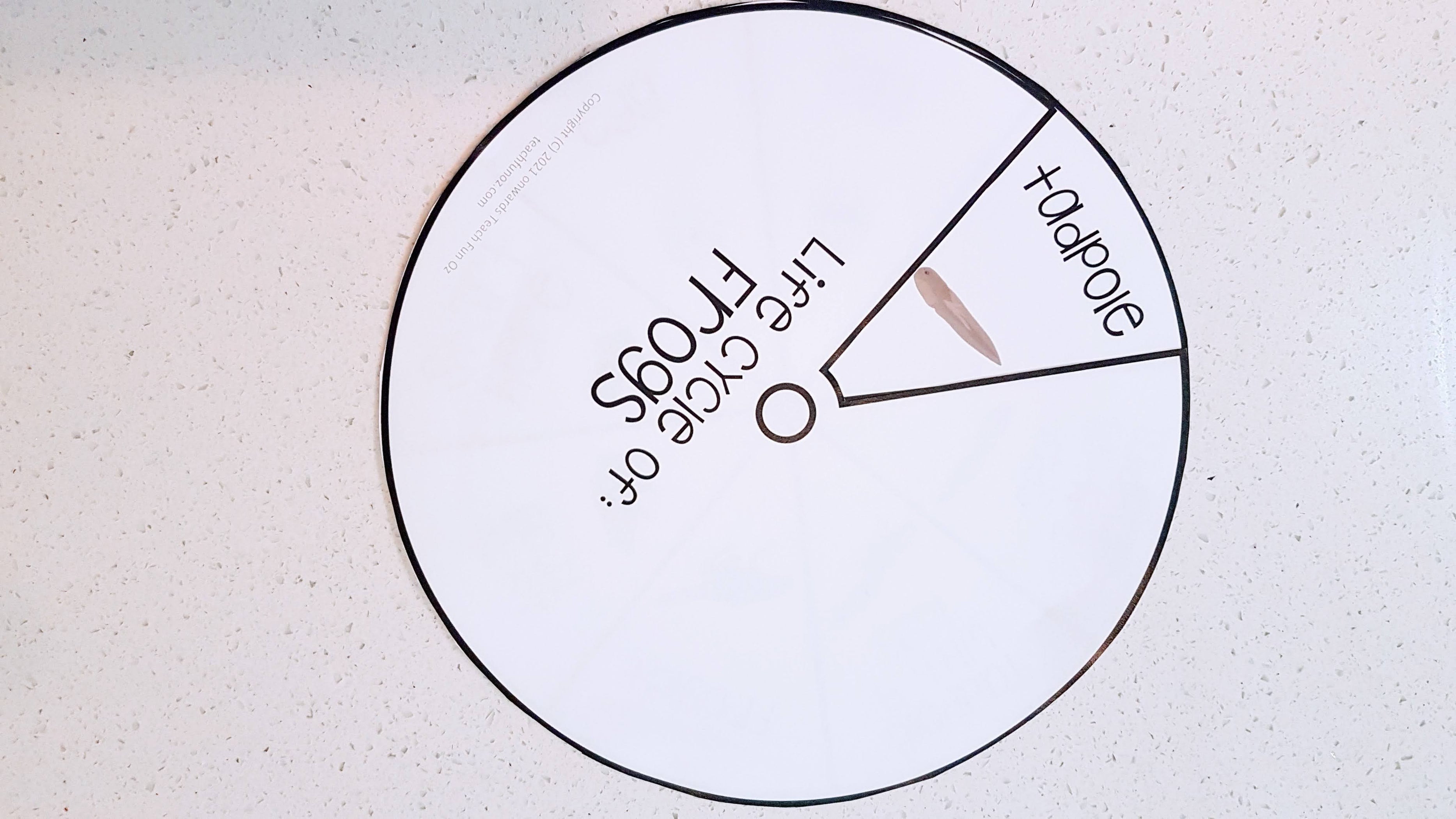 Frog Life Cycle Spinner Flash Cards Charts Science Prep Year 1 2 3 4 ...