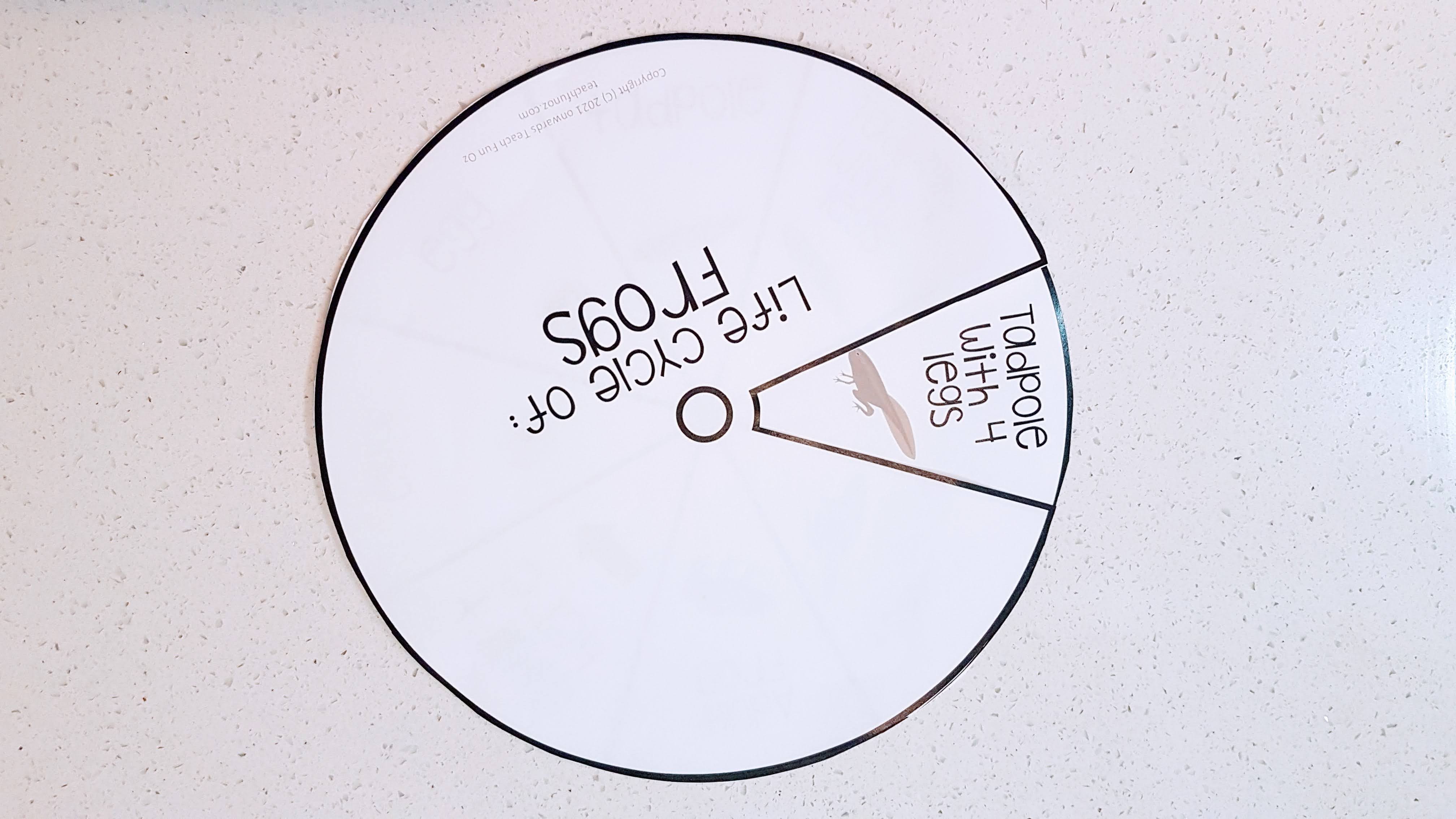 Frog Life Cycle Spinner Flash Cards Charts Science Prep Year 1 2 3 4 ...